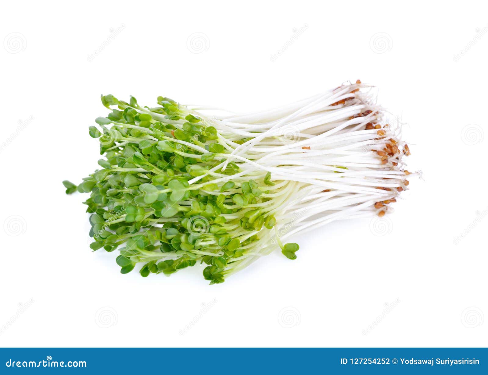 Pile of Fresh Radish Sprouts or Kaiware Daikon on White Background ...
