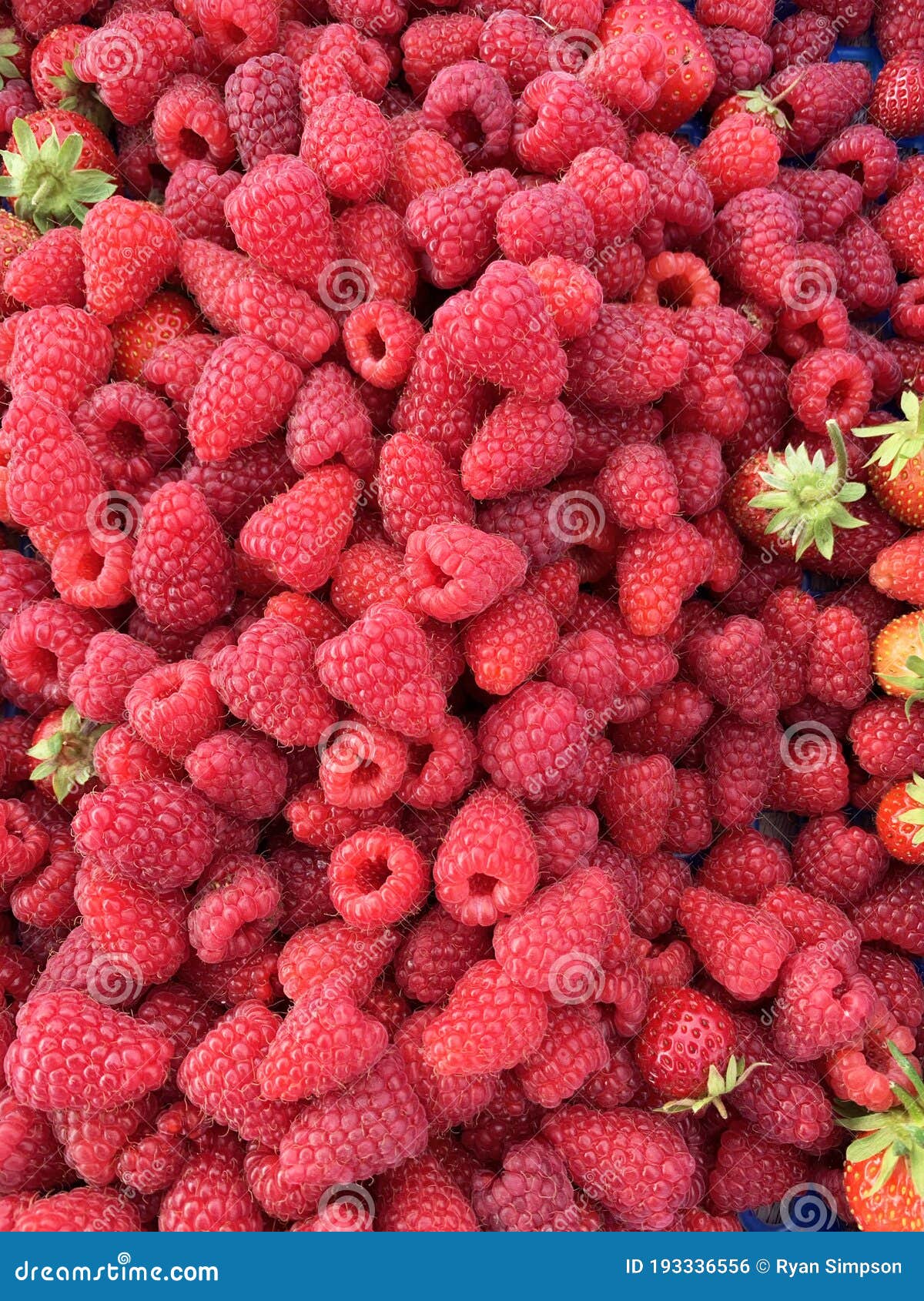 Raspberries stock photo. Image of fruit, basket, berry - 193336556