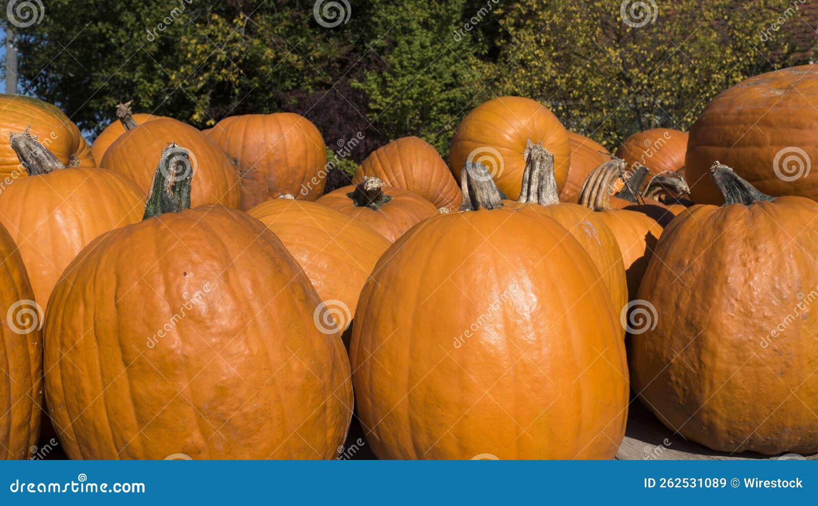 Pile of Fresh Raw Pumpkins Under the Sunlight Stock Image - Image of ...
