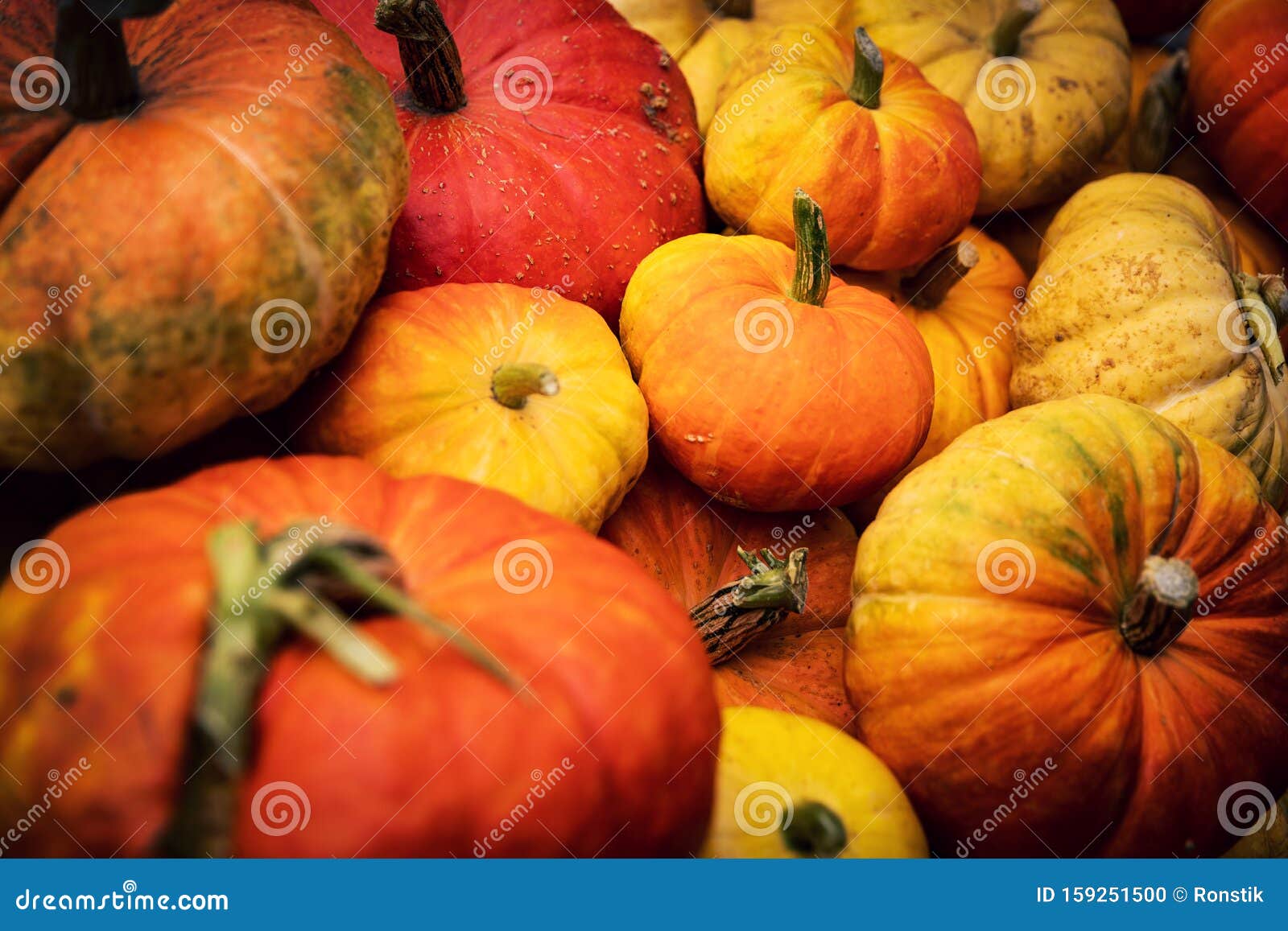 Pile of Fresh Ripe Pumpkins Stock Photo - Image of season, orange ...
