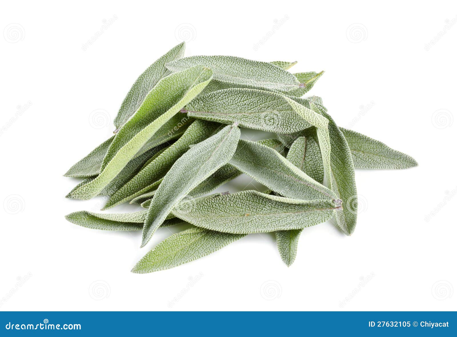 Pile of Fresh Sage Isolated on White Stock Image - Image of isolated ...