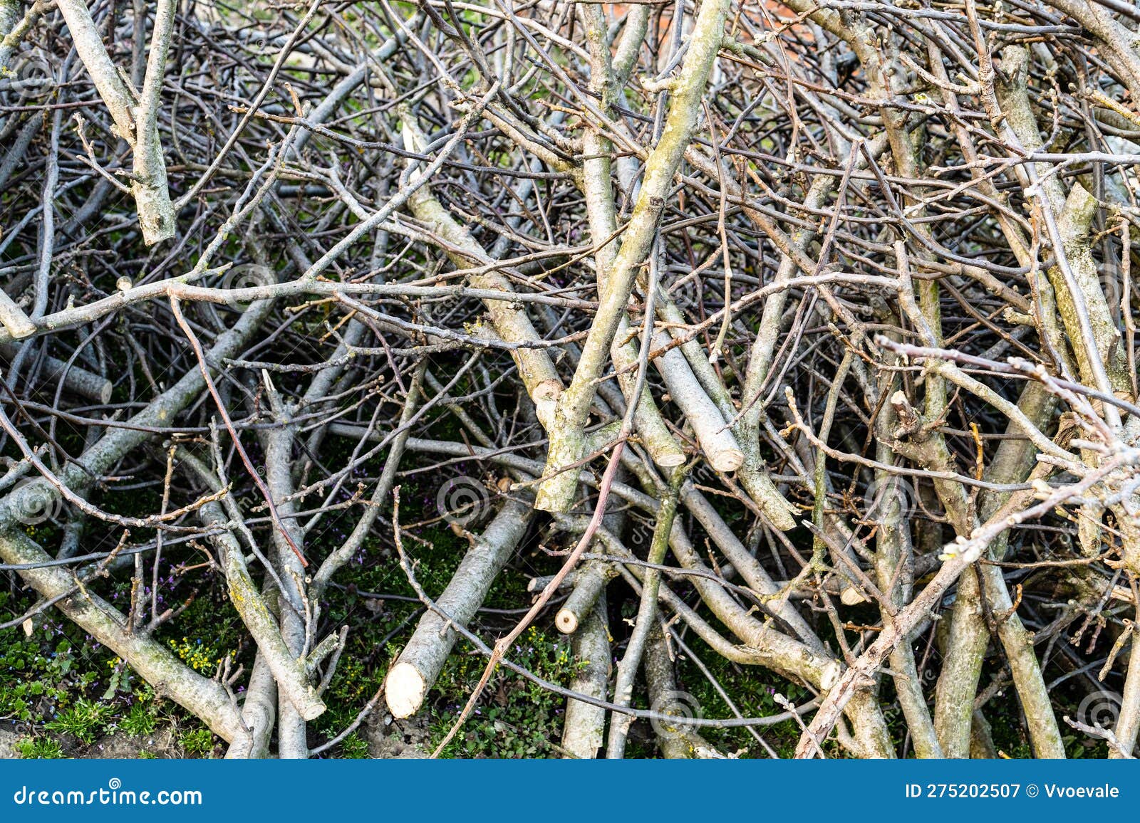 Sawn Branches. Stack Of Branches. Wood For A Fire. A Pile Of Firewood ...