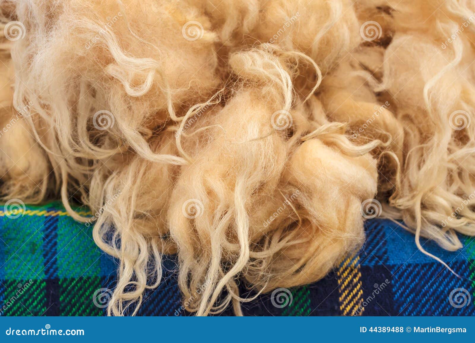 Pile of Fresh Sheep Wool on a Tweed Cloth Stock Photo - Image of bale ...