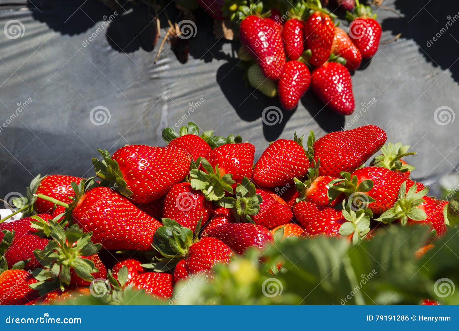 Pile of fresh strawberries stock photo. Image of agricultural - 79191286
