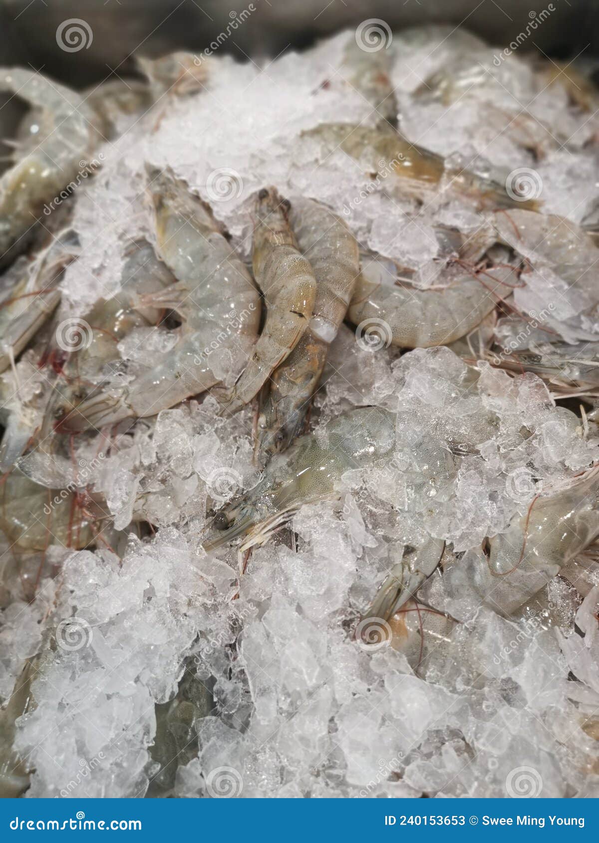Pile of Fresh White Sea Prawn on Ice Stock Image - Image of market ...