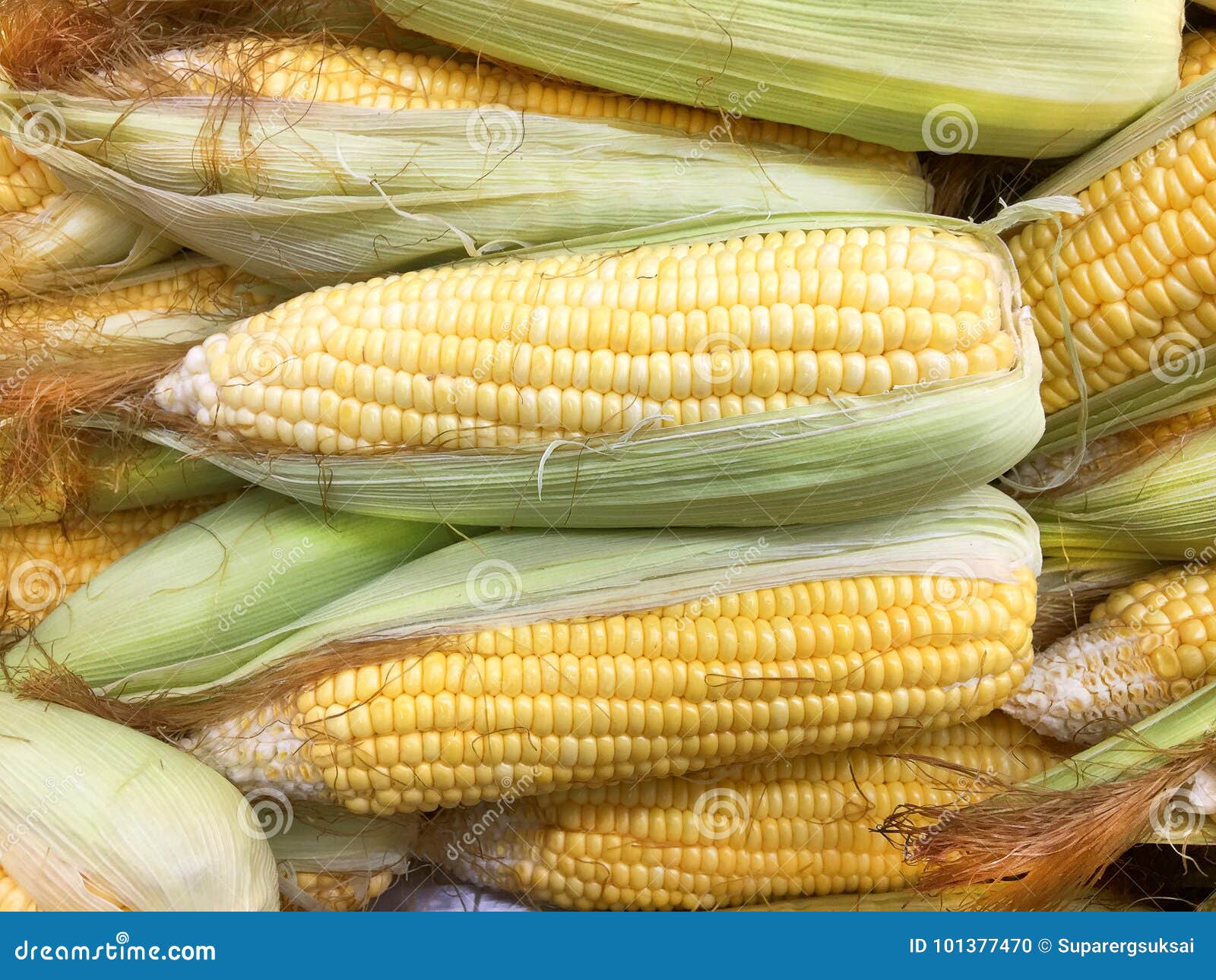 Pile Of Corns Stacked Up On Cement Floor Ready To Be Used To Feed Dairy ...