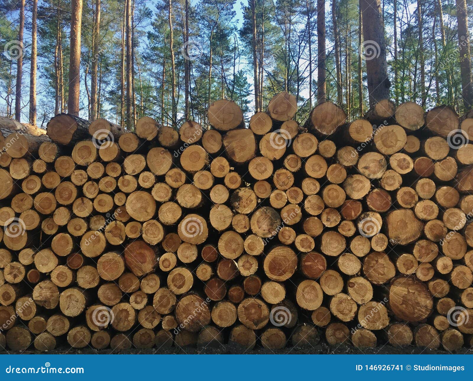 Freshly Cut Logs, Logging Sawmill, Rolls Of Log`s Cannock Chase Forest ...
