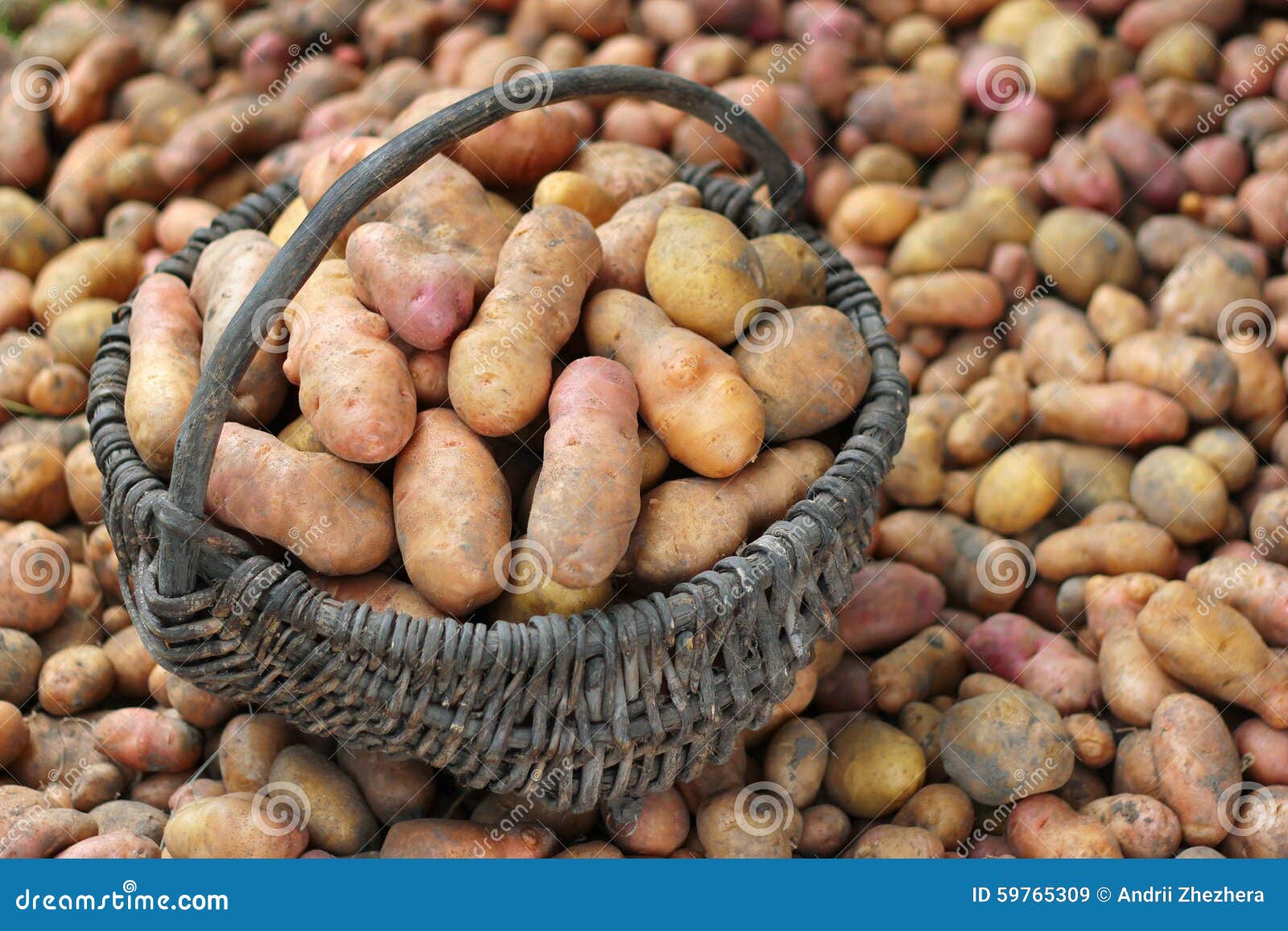 Pile of Freshly Dug Potatoes and a Basket Stock Image - Image of ...