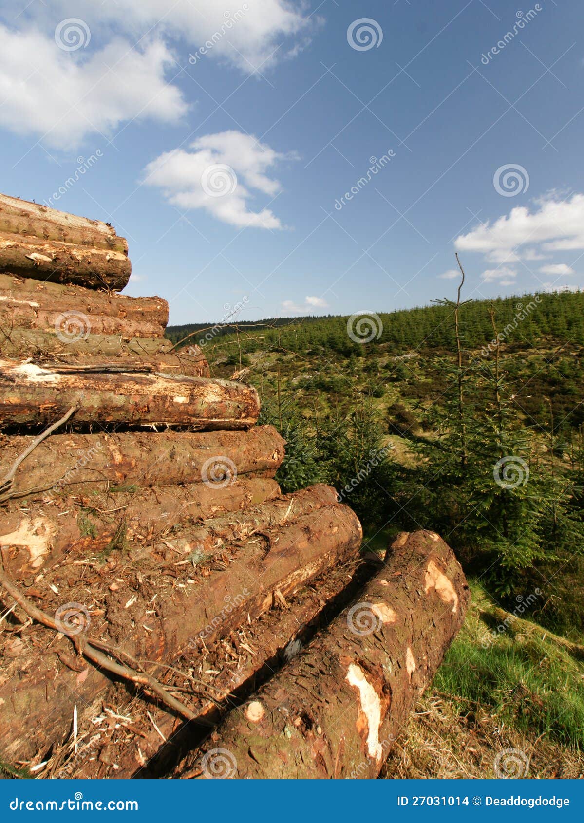 Pile of Freshly Sawn Logs stock photo. Image of chopped - 27031014