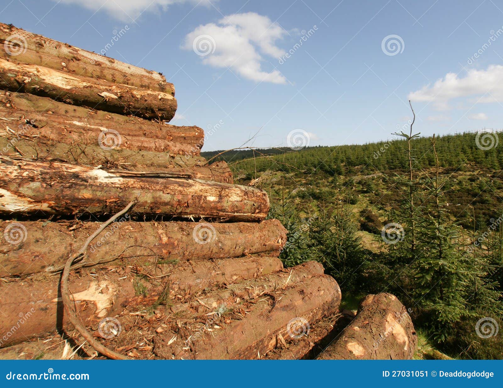 Pile of Freshly Sawn Logs stock image. Image of pile - 27031051