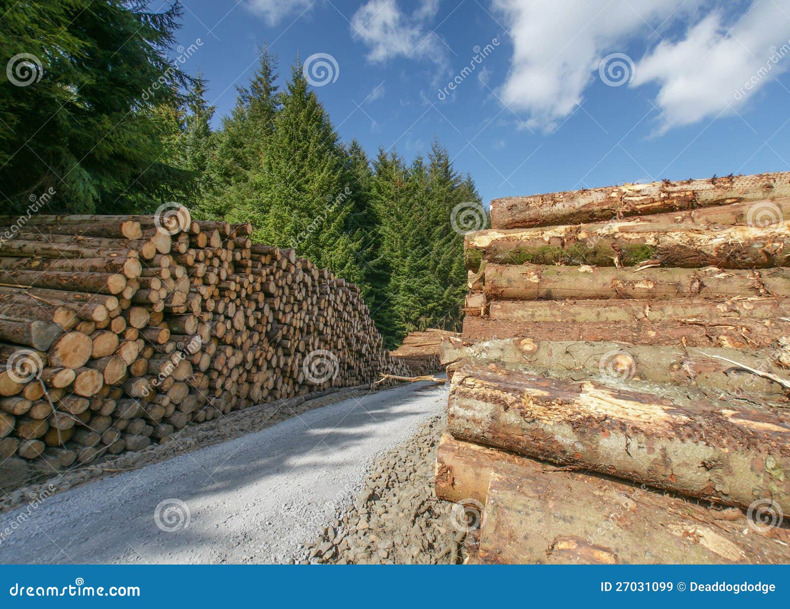Pile of Freshly Sawn Logs stock image. Image of industry - 27031099