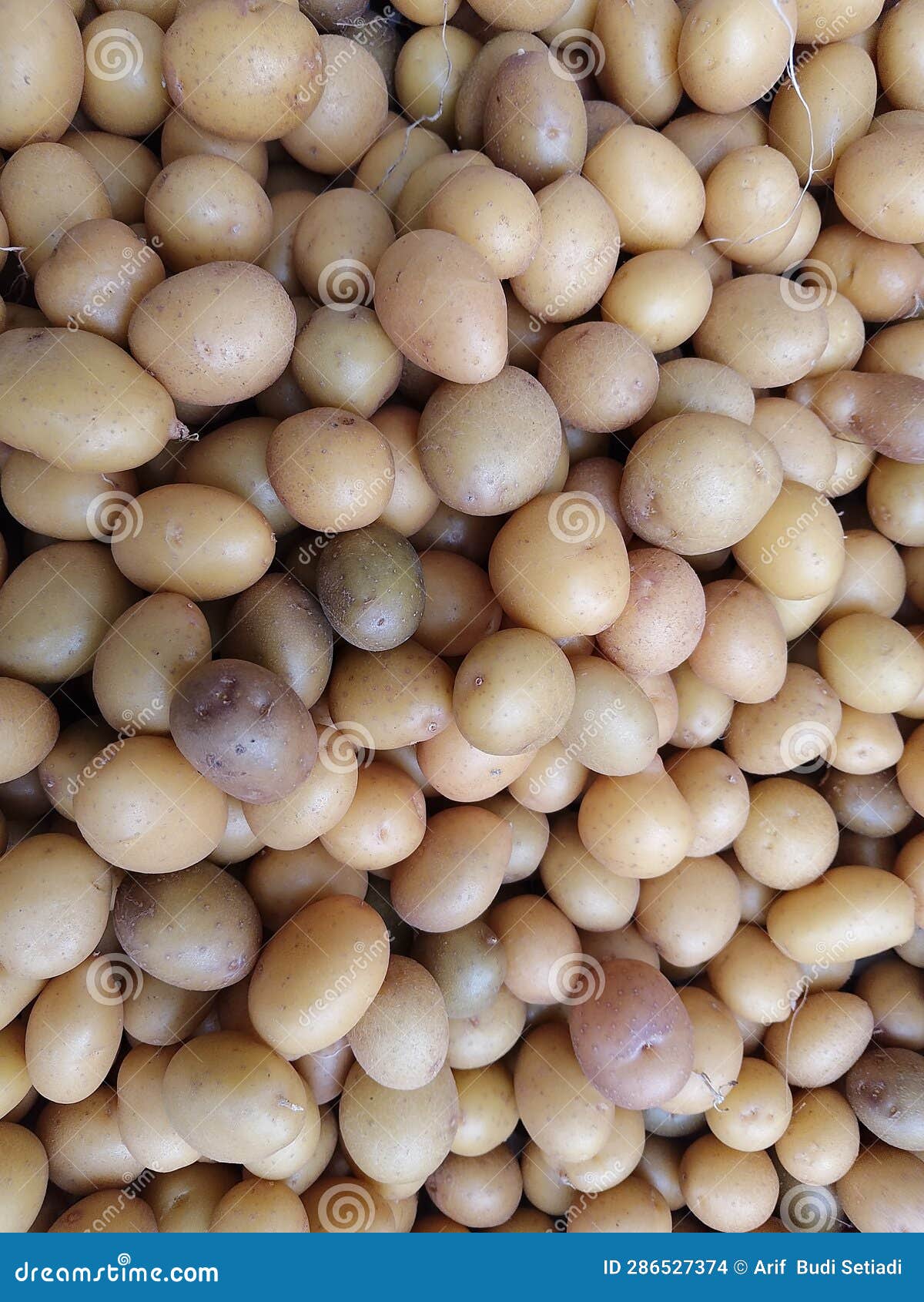 Pile of G0 Potato Seeds in a Seed Farm Stock Photo - Image of closeup ...