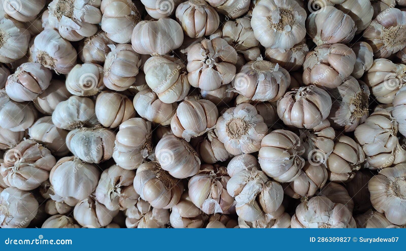 Pile of Garlic in the Market Stock Image - Image of spice, pile: 286309827