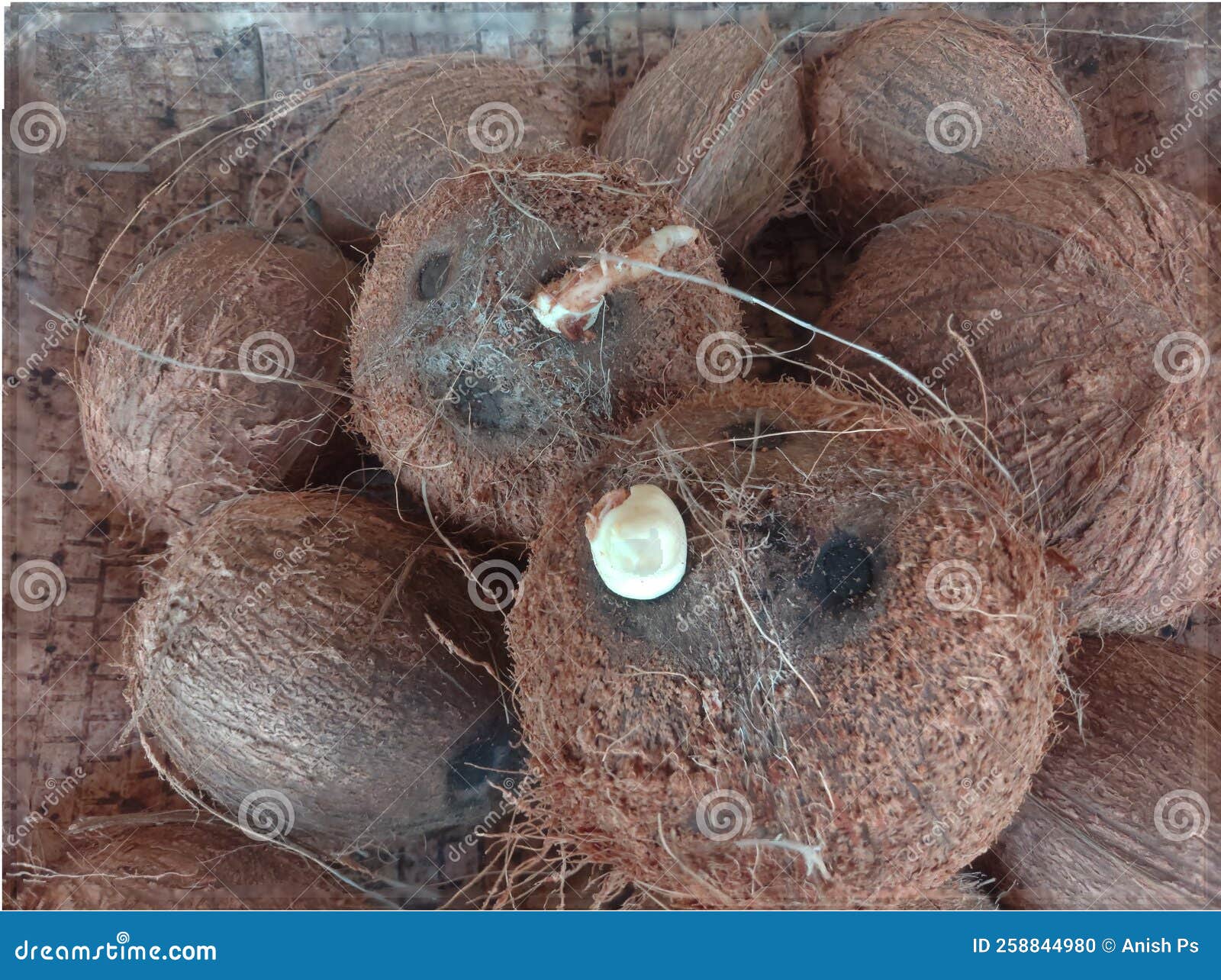 A Pile of Germinating Coconut without Husk Stock Photo - Image of ...