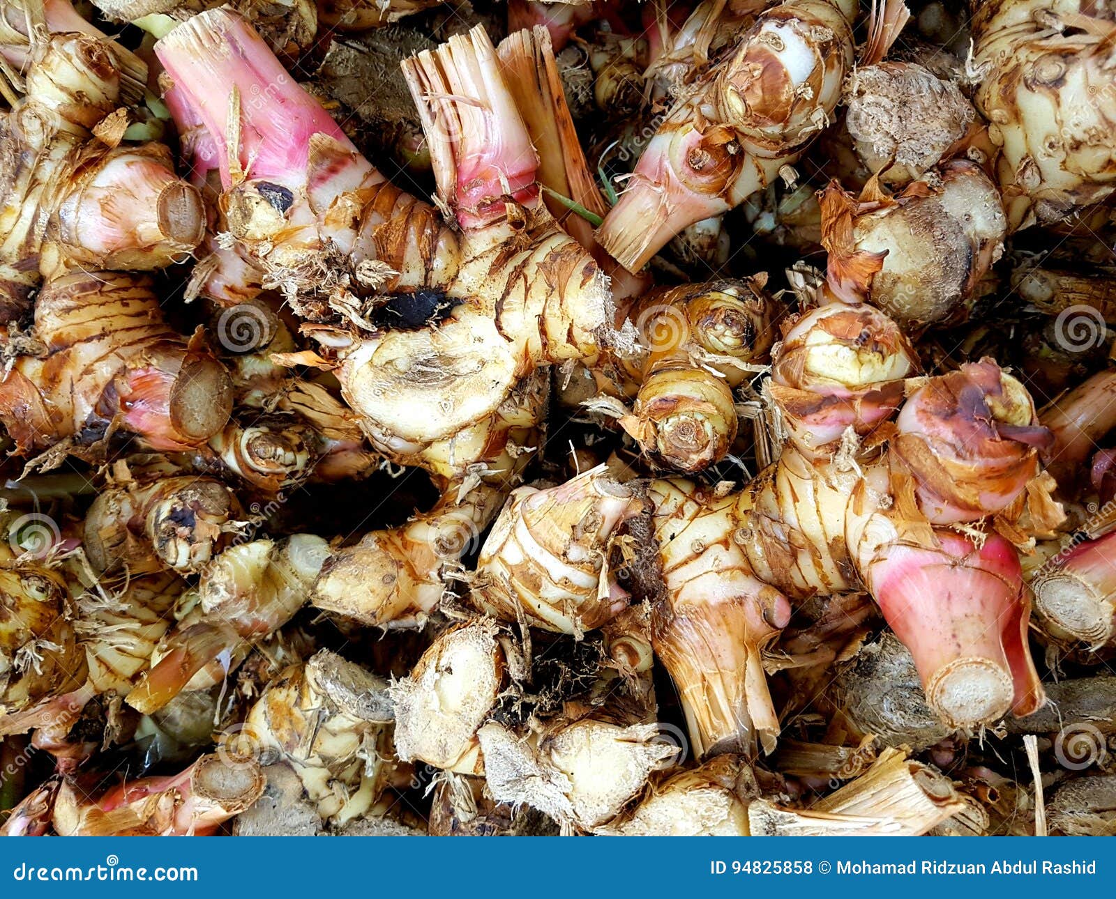 Pile Of Gingers Royalty-Free Stock Photography | CartoonDealer.com ...