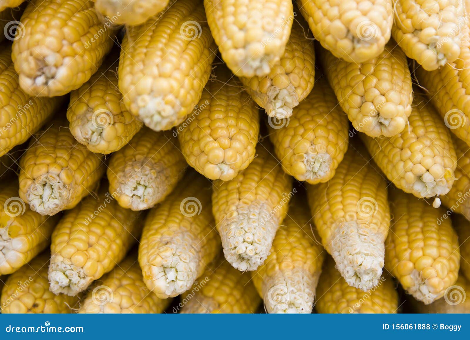 A pile of golden corn stock photo. Image of ingredient - 156061888