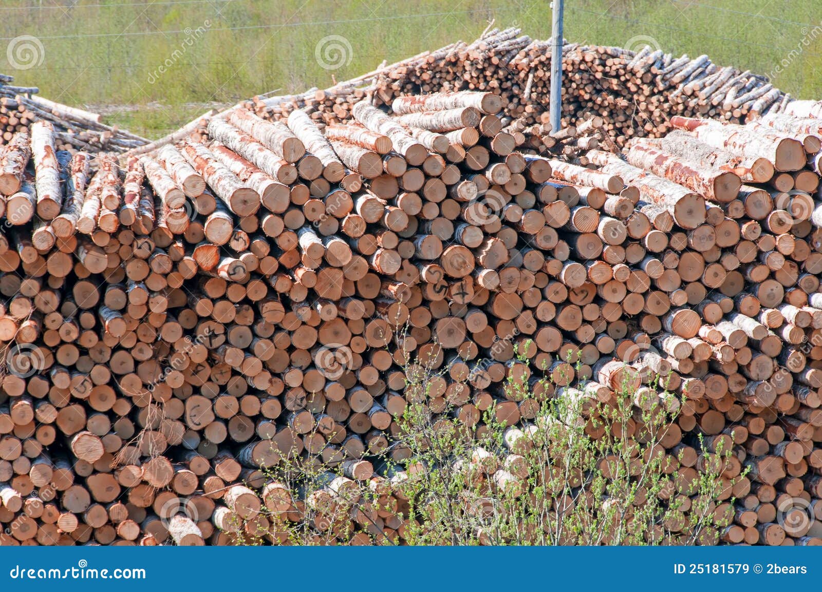 Pile of Graded and Numbered Debarked Logs Stock Image - Image of timber ...