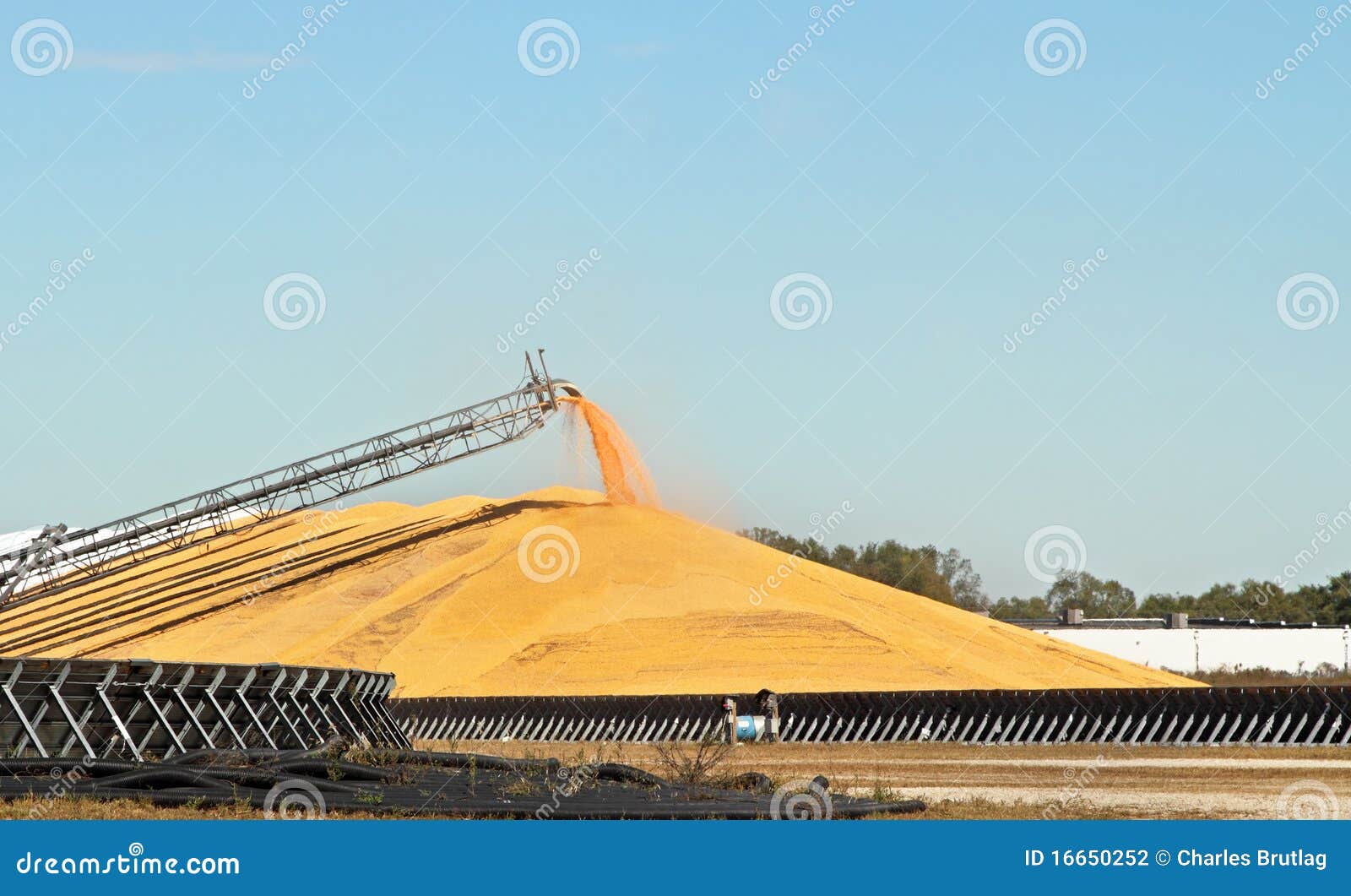 Pile of Grain stock photo. Image of pile, farming, agriculture - 16650252