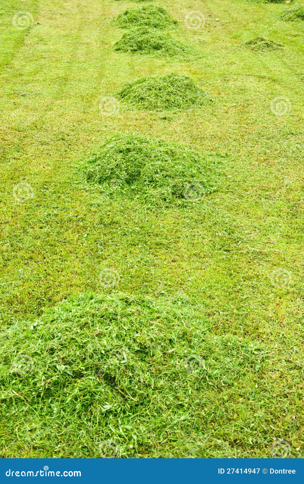 Pile of grass after mowing stock image. Image of cutting - 27414947