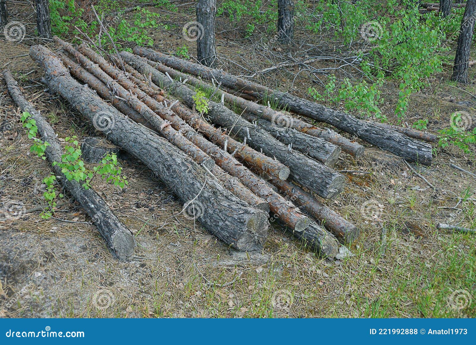 A Pile of Gray Logs among the Pine Trees Stock Photo - Image of harvest ...