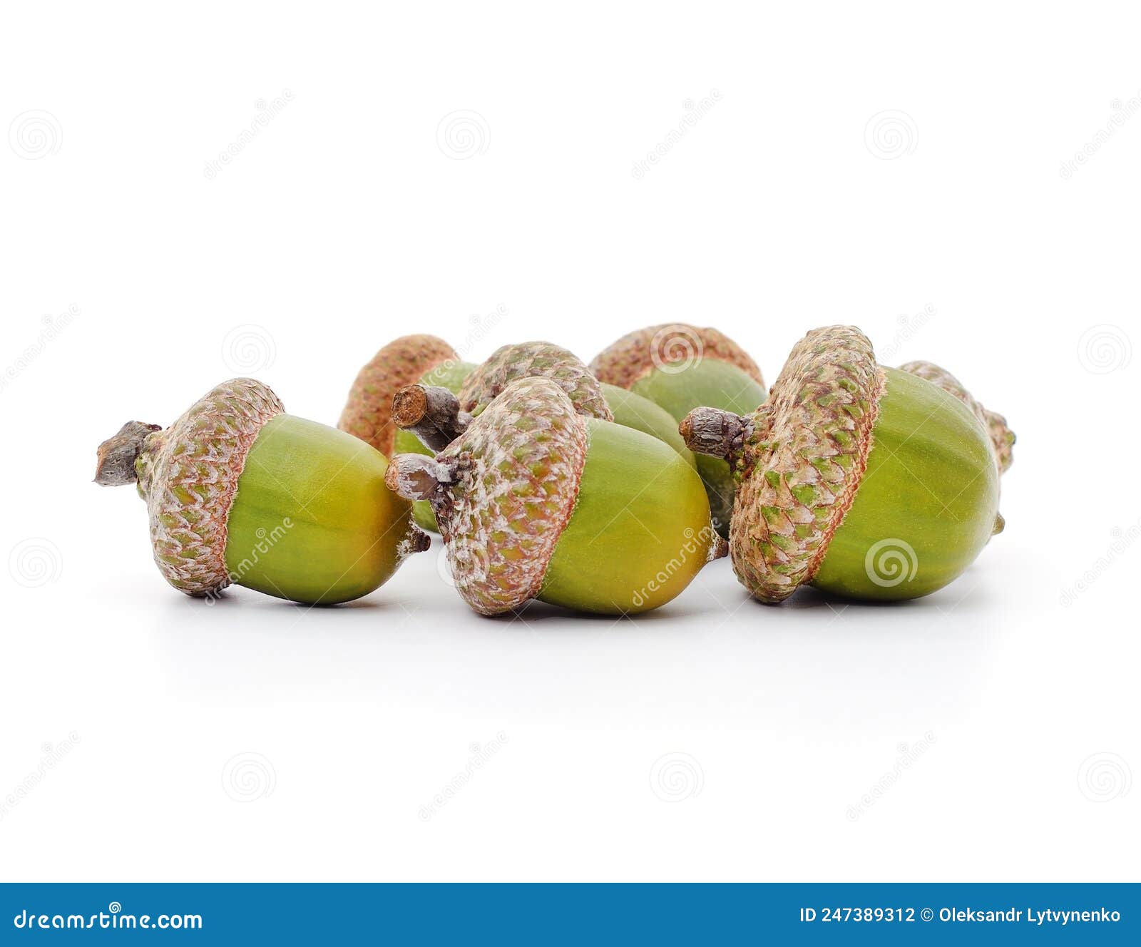 Pile of green acorns stock photo. Image of closeup, pile - 247389312