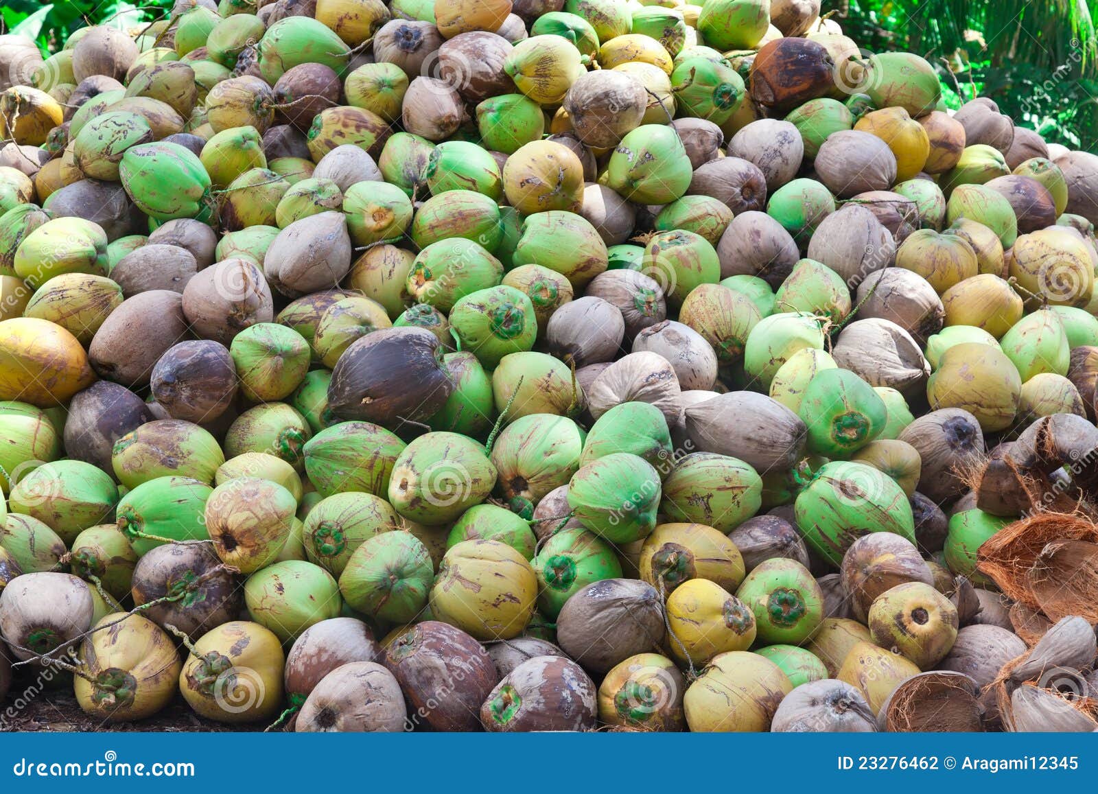 Pile of Green Coconuts on the Ground Stock Photo - Image of natural ...