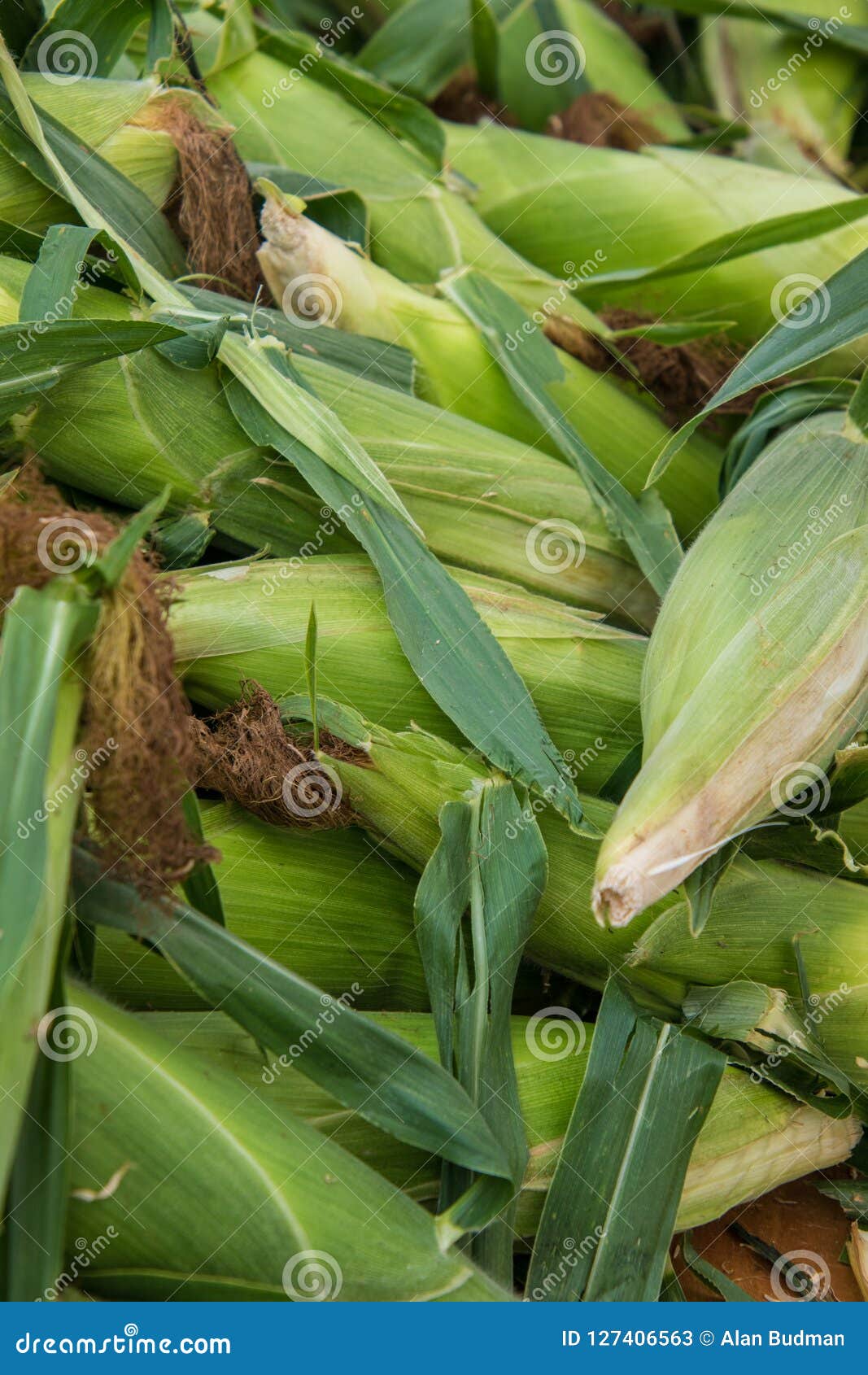 Pile of Green Ears of Corn with Husks and Silk. Stock Image - Image of ...