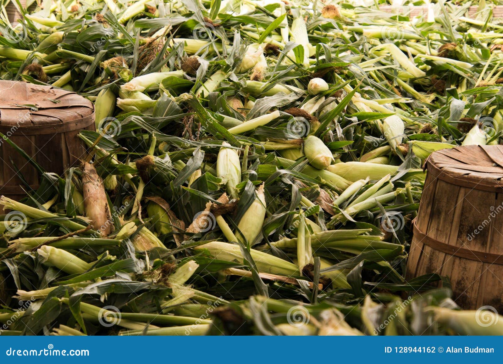 Pile of Green Ears of Corn with Husks and Silk. Stock Photo - Image of ...