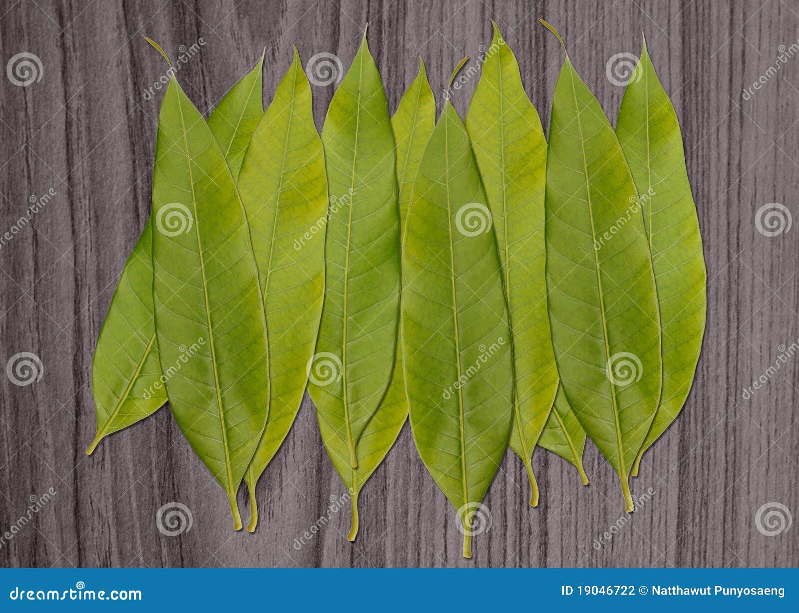 Pile Of Green Leaf Isolated On Wooden Stock Photo - Image of fall ...