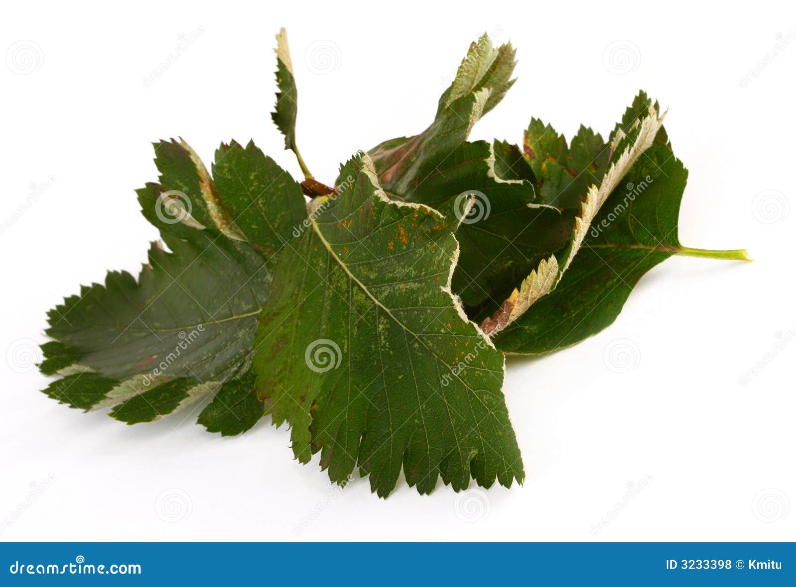 Pile of green leaves stock photo. Image of isolated, patterned - 3233398