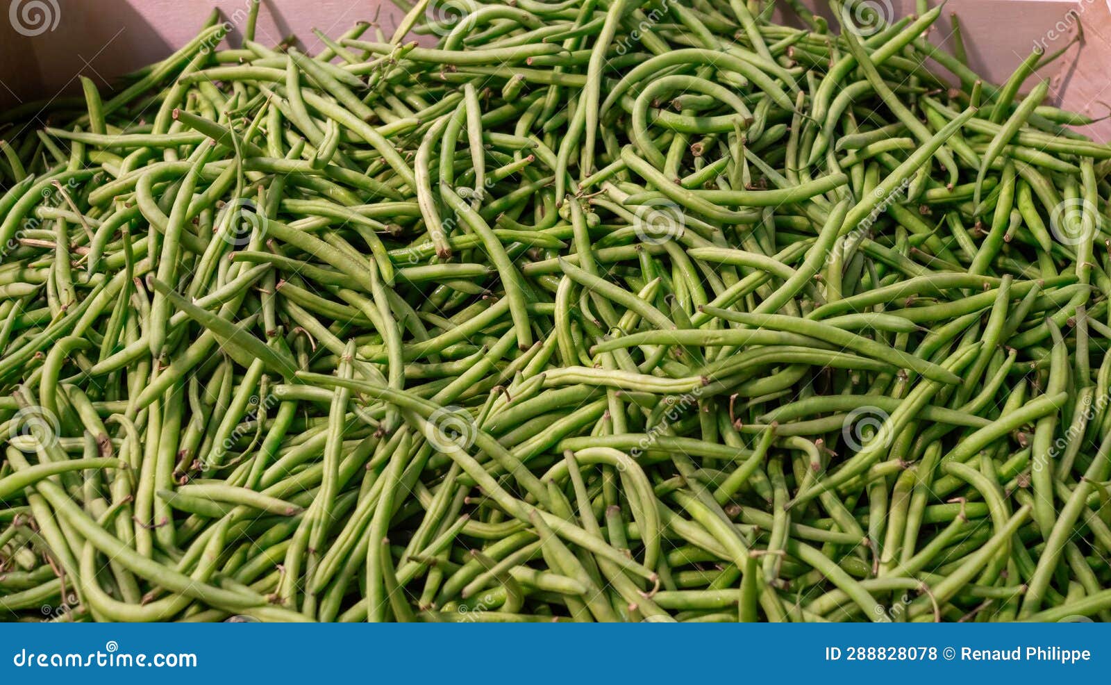 Pile of green string beans stock photo. Image of nature - 288828078
