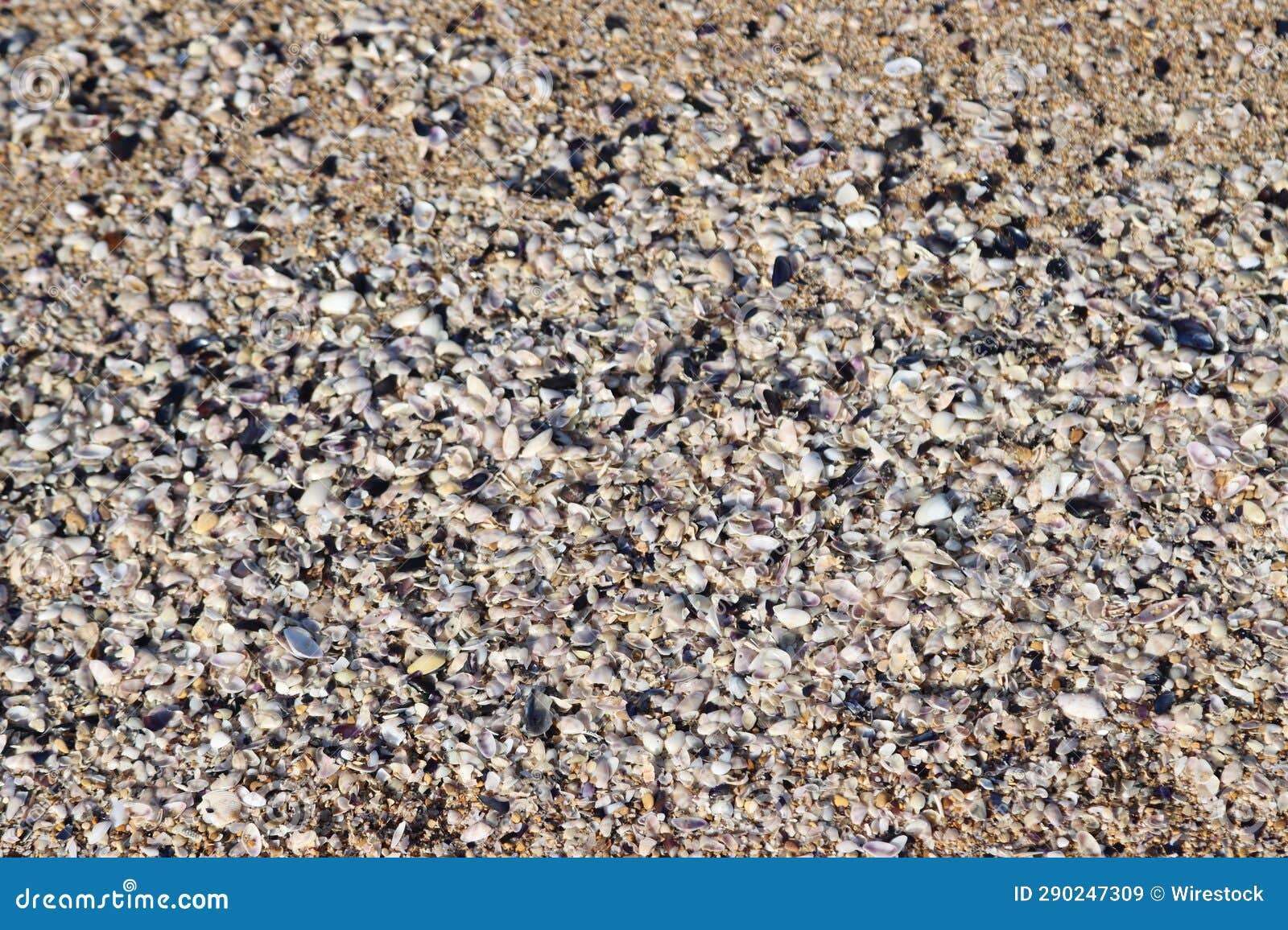 Pile of Grey Seashells on the Sandy Shore of a Beach Stock Image ...