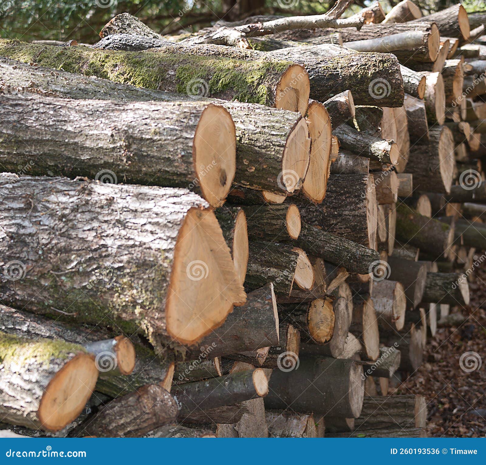 Pile of Hardwood Logs stock photo. Image of hardwood - 260193536
