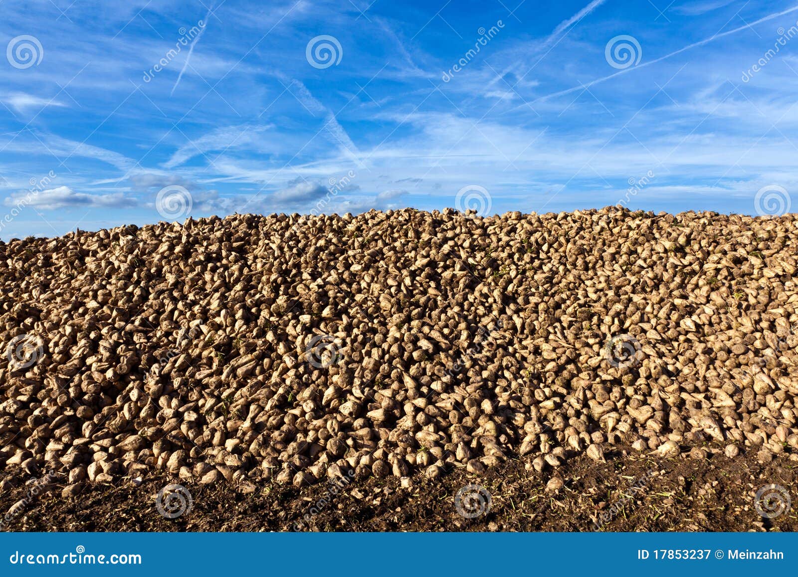 Pile of harvested beets stock image. Image of fattening - 17853237