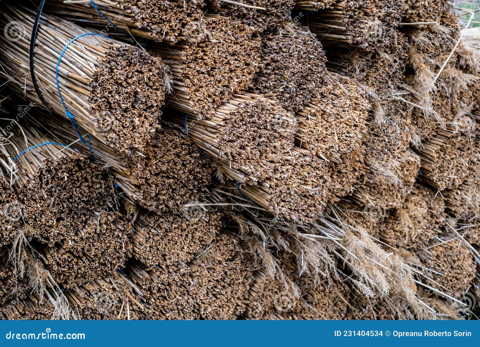 Pile of Harvested and Bound Reed for Traditional Roofing Stock Photo ...