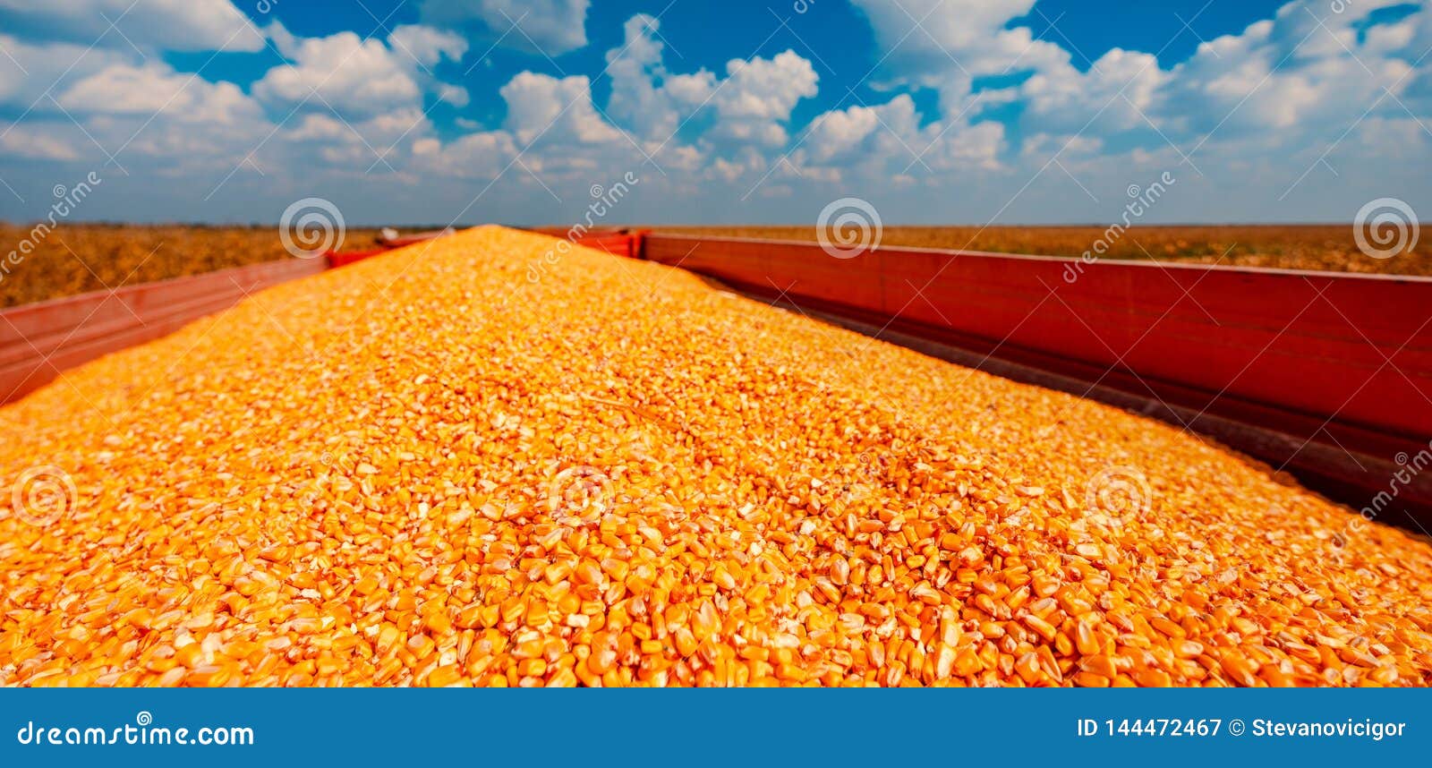 Pile of Harvested Corn Seed Grains in Tractor Trailer Stock Image ...