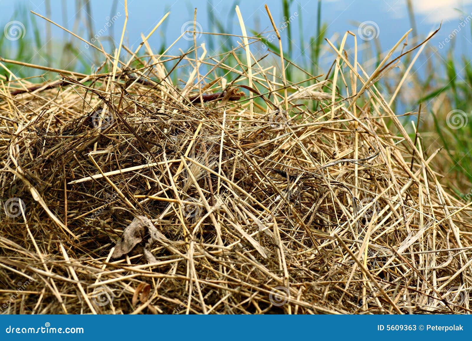 Pile of hay stock image. Image of barley, rural, untidy - 5609363