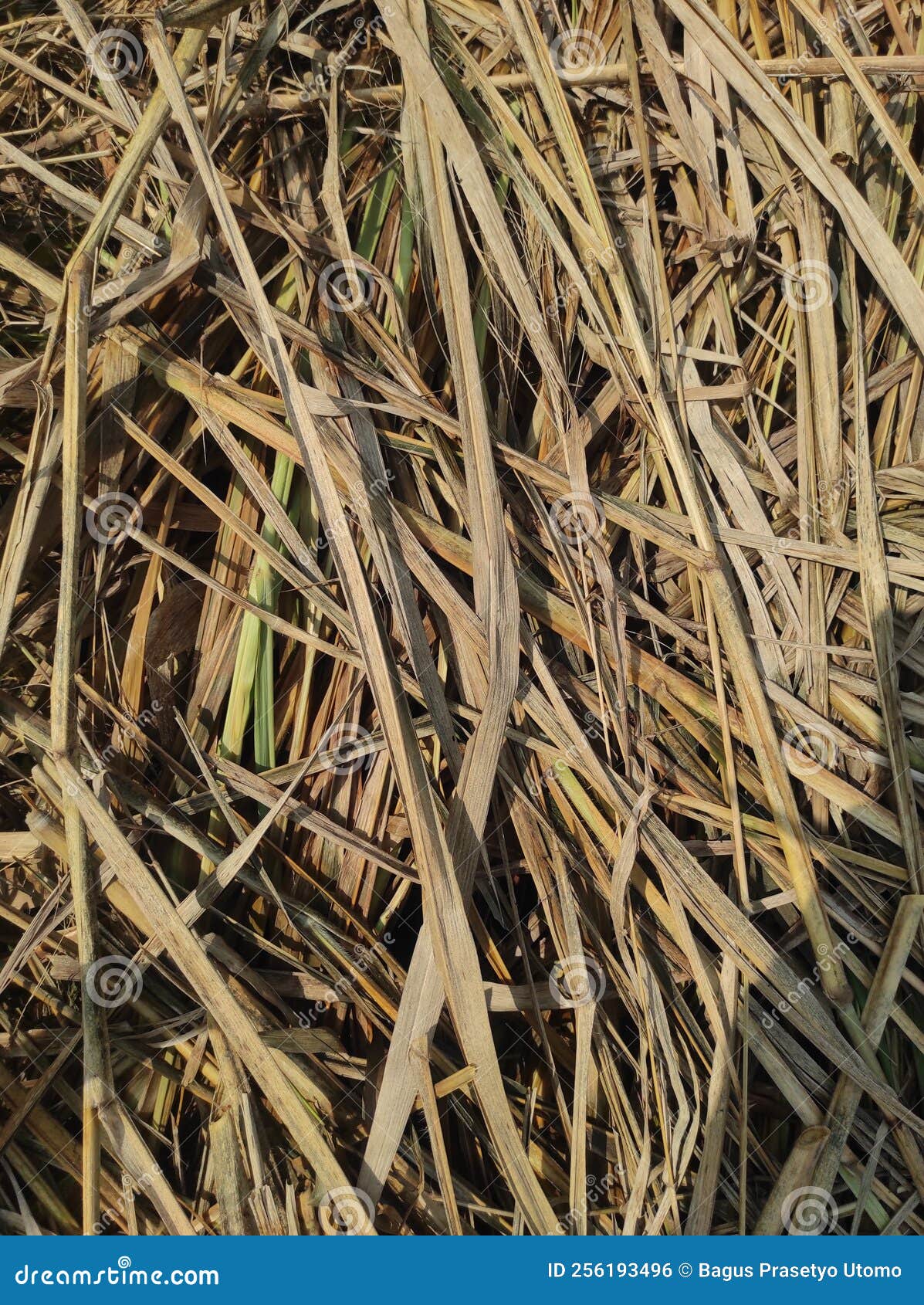 A Pile of Hay Forms an Abstract Background with a Unique Texture Stock ...