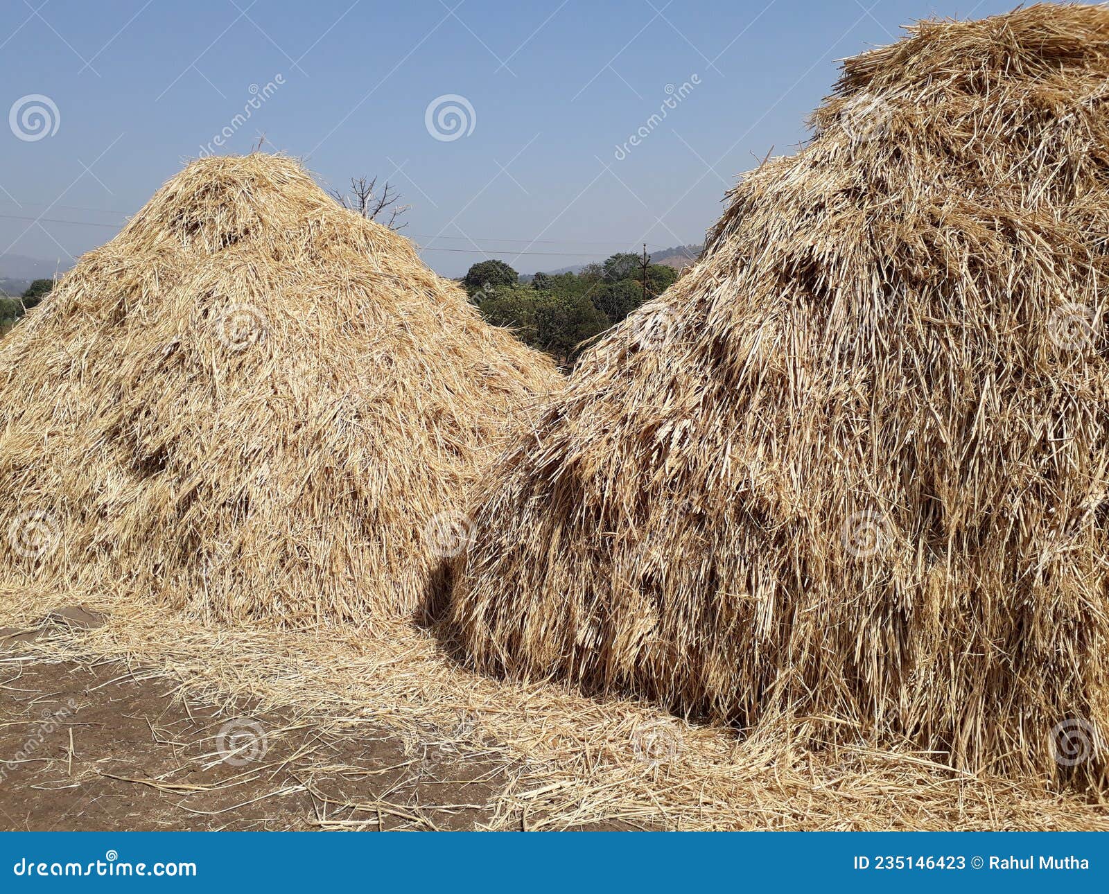 Pile of hay on ground stock image. Image of golden, steppe - 235146423