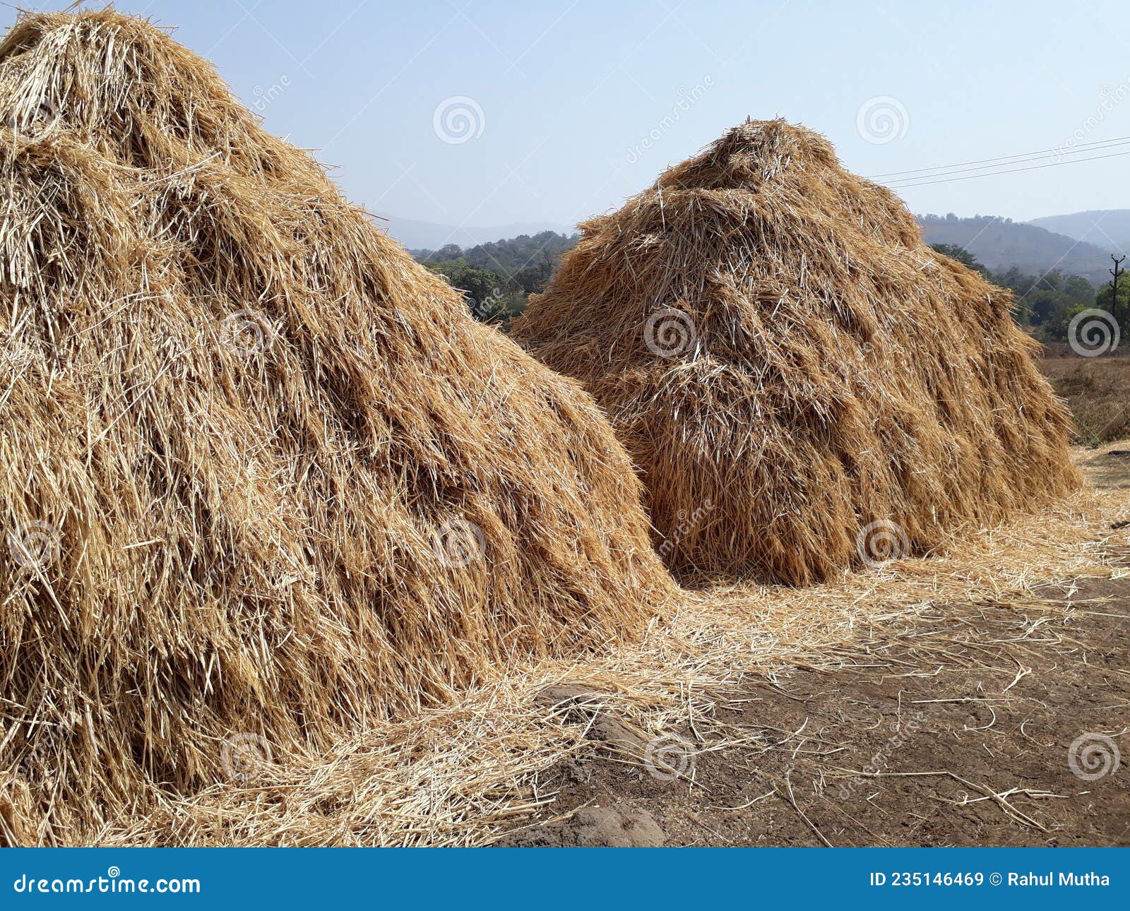 Pile of hay on ground stock image. Image of plantation - 235146469