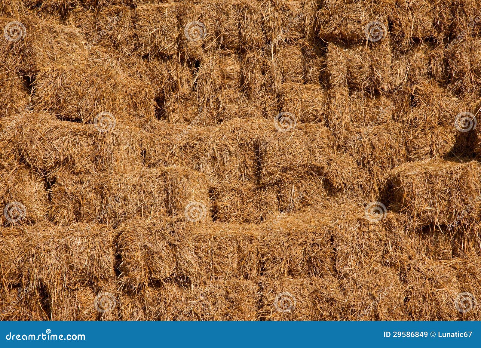 A pile of hay stack. stock image. Image of barley, fall - 29586849