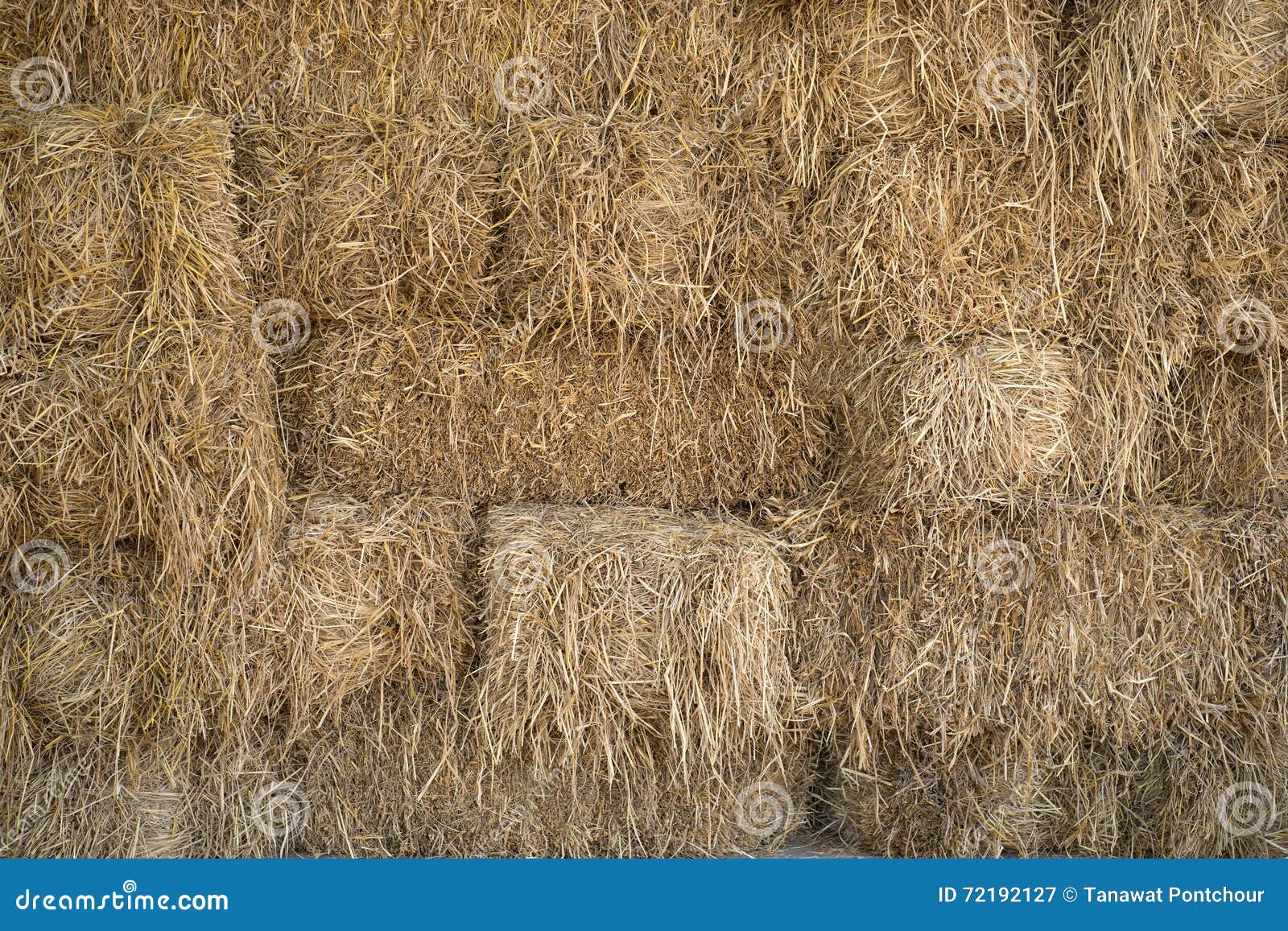 Pile of Hay or straw. stock image. Image of isolated - 72192127