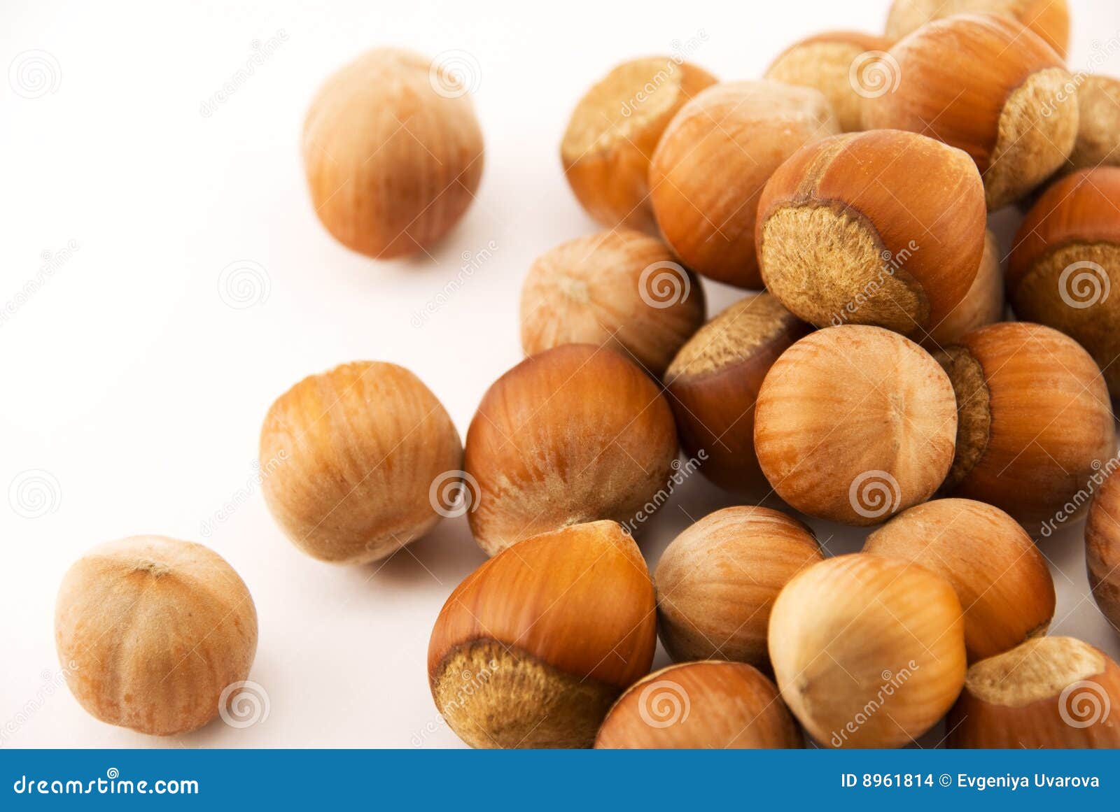 A pile of hazelnut stock photo. Image of seed, nuts, brown - 8961814