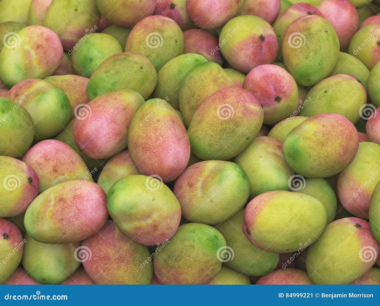 Pile of Healthy Mango stock illustration. Illustration of fruit - 84999221