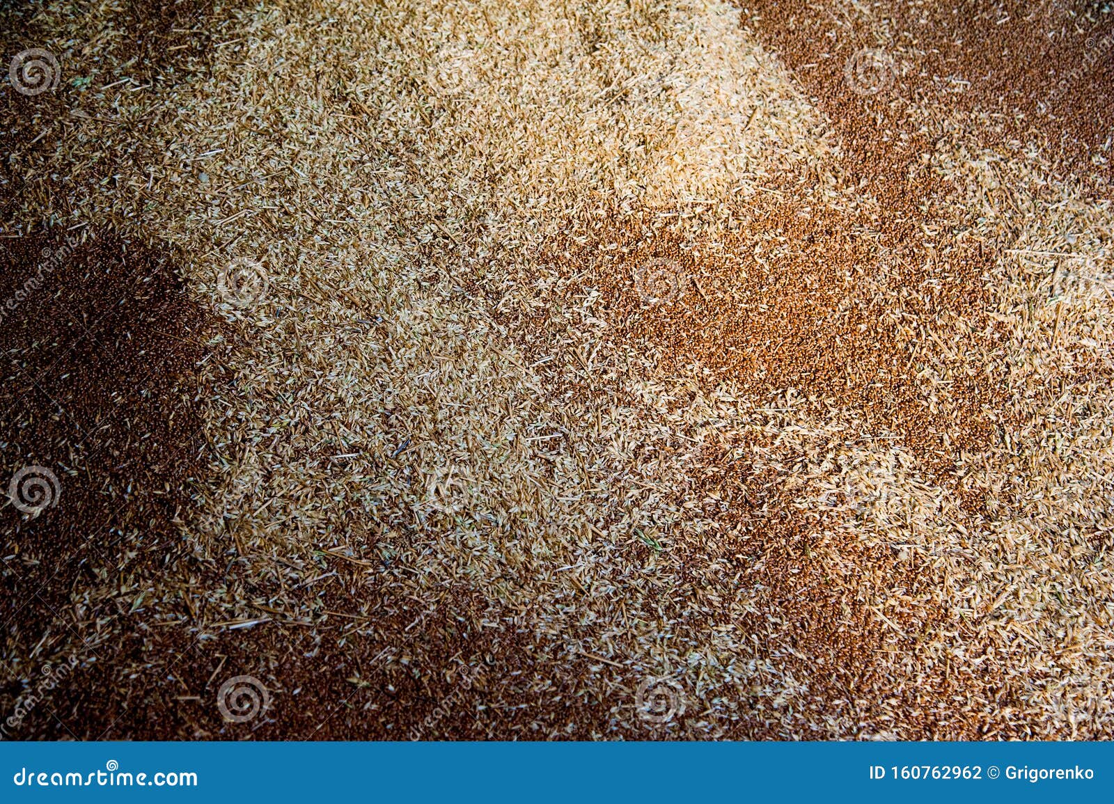 Pile of Heaps of Wheat Grains at Grain Elevator Stock Photo - Image of ...