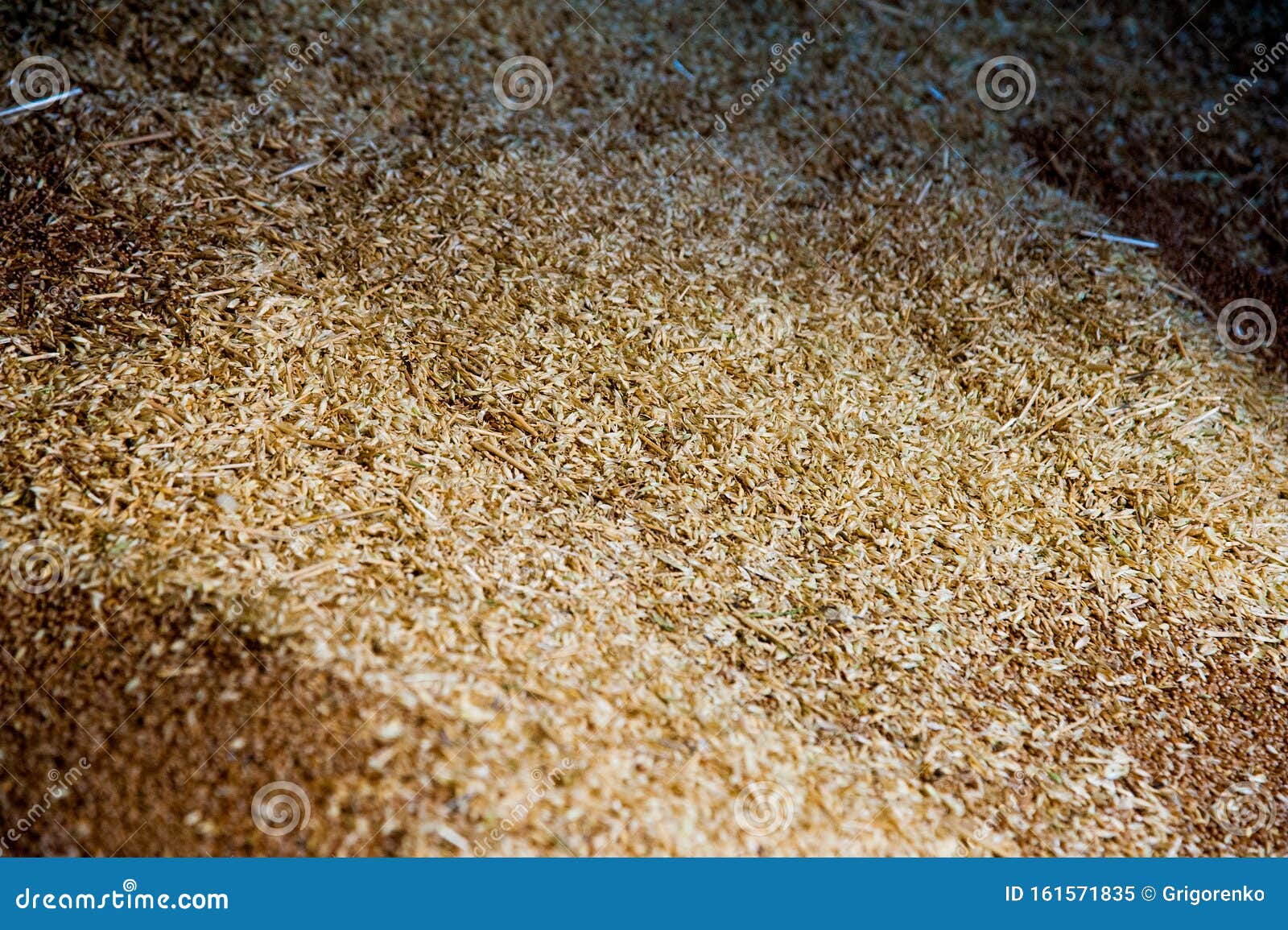 Pile of Heaps of Wheat Grains at Grain Elevator Stock Image - Image of ...