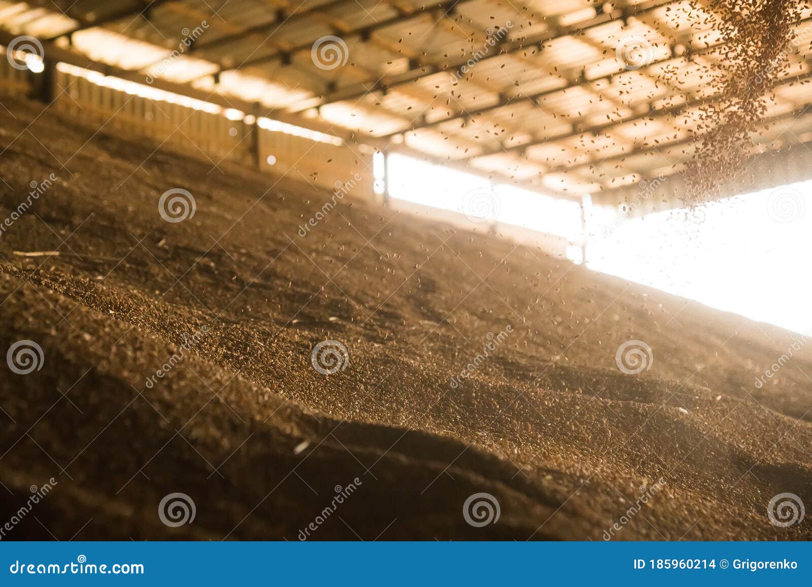 Pile of Heaps of Wheat Grains at Grain Elevator Stock Photo - Image of ...