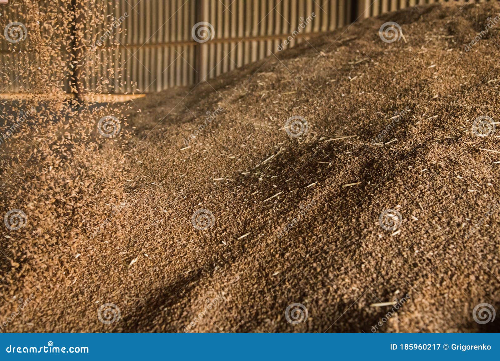 Pile of Heaps of Wheat Grains at Grain Elevator Stock Image - Image of ...
