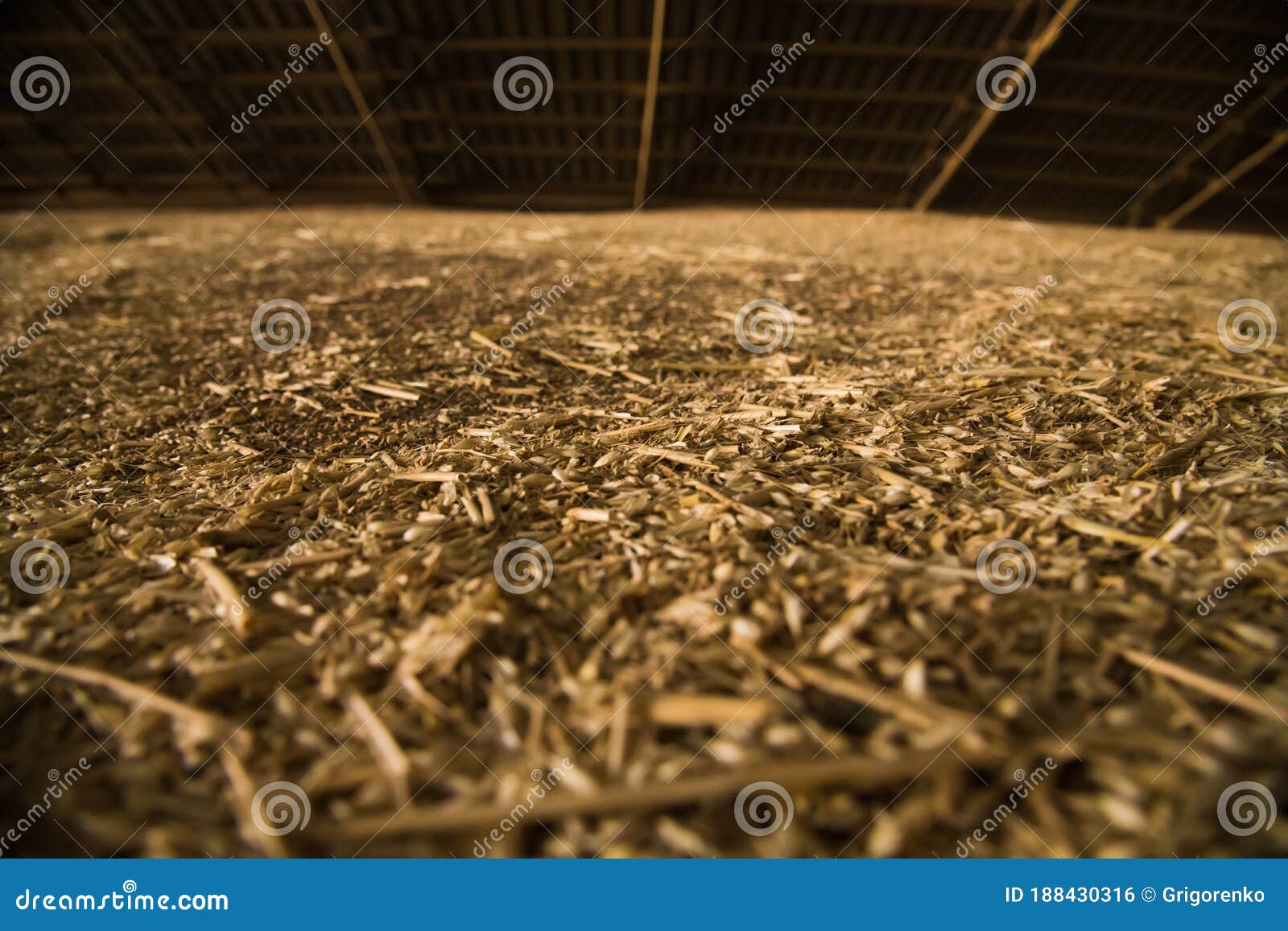 Pile of Heaps of Wheat Grains at Grain Elevator Stock Photo - Image of ...