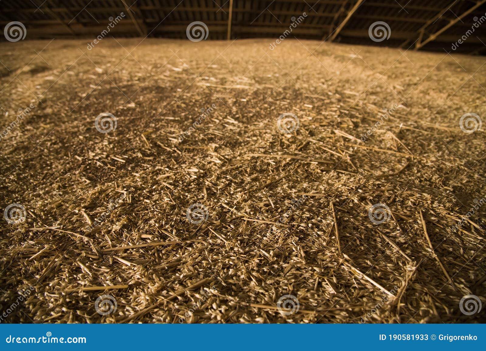 Pile of Heaps of Wheat Grains at Grain Elevator Stock Image - Image of ...
